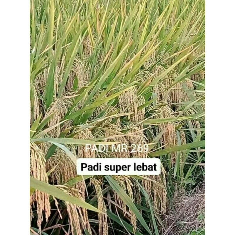 Jual 1kg BENIH PADI MR 269,MR320,MR303,MR219 SUPER SIAP TANAM | Shopee ...