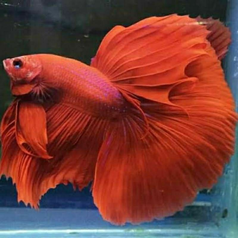 Jual Viral haltmon super red jantan siz M | Shopee Indonesia