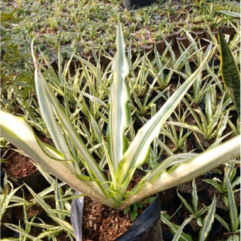 Jual Tanaman Hias Bunga AGAVE PUTIH - Tanaman Hidup Agave Gigantea ...