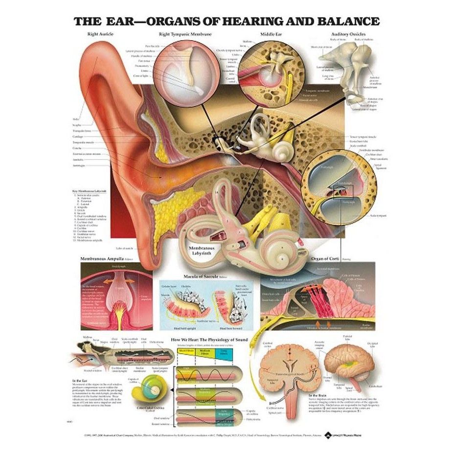 Jual POSTER ANATOMI TELINGA - THE EAR ORGANS OF HEARING AND BALANCE ...