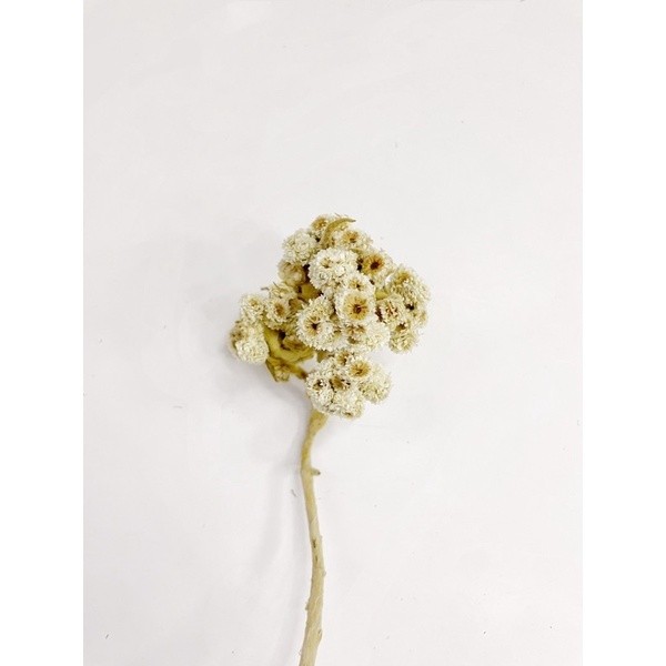 Jual 𝙋𝘼𝙋𝙀𝙍𝙄𝙎 [𝙲𝙾𝙳] 𝟭 𝗧𝗮𝗻𝗴𝗸𝗮𝗶 𝗕𝘂𝗻𝗴𝗮 𝗘𝗱𝗲𝗹𝘄𝗲𝗶𝘀 𝗔𝘀𝗹𝗶 𝗕𝘂𝗱𝗶𝗱𝗮𝘆𝗮 𝗕𝗥𝗢𝗠𝗢 ...