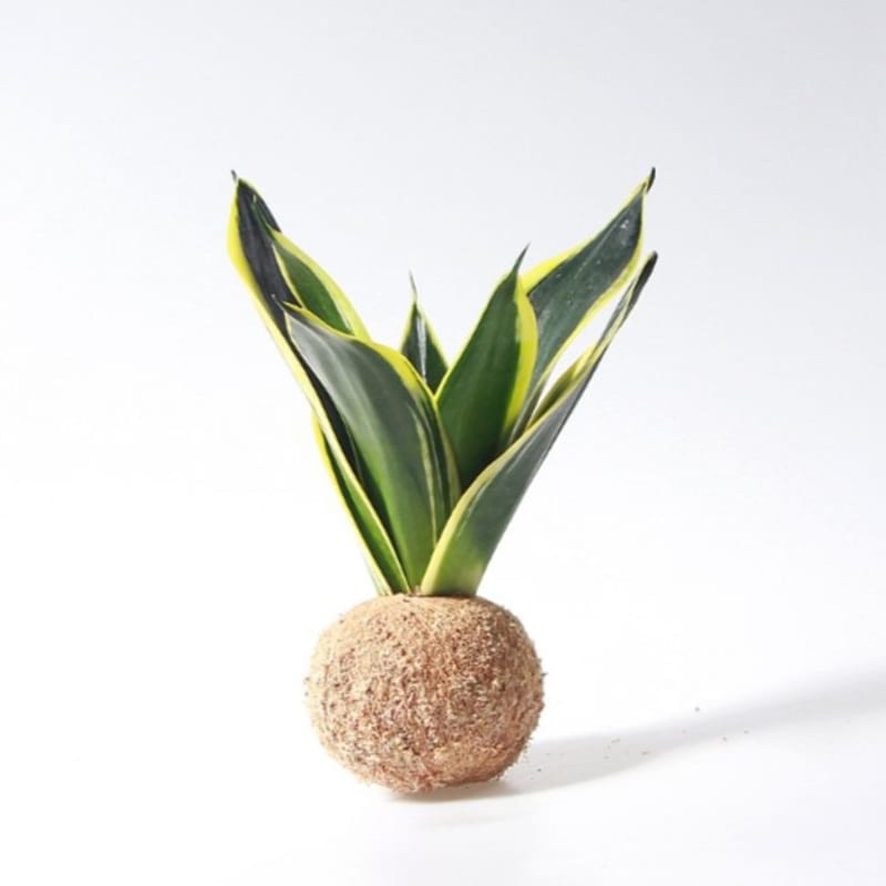 Jual Kokedama - Sansiviera Yellow Strips | Lidah Mertua Mini Kodok ...