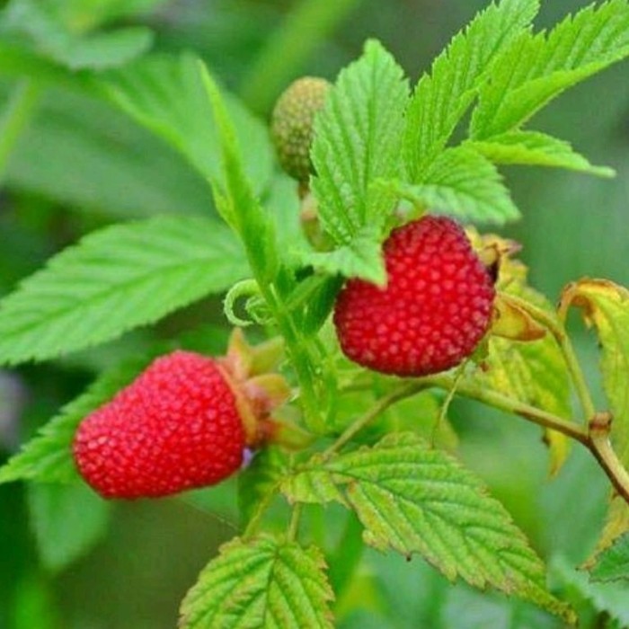 Jual Bibit tanaman buah arbei hutan merah/raspbery merah | Shopee Indonesia