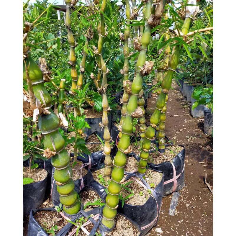 Jual Tanaman Hias Bambu Nagin/Bambu Tasbih/Bambu Katak/Bambu Gendang ...