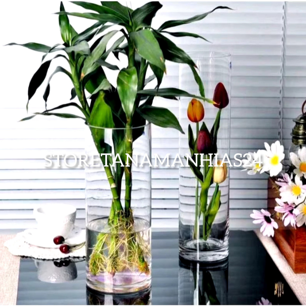 Jual Tanaman hias bambu hoki hijau sri rezeki air pohon keberuntungan ...