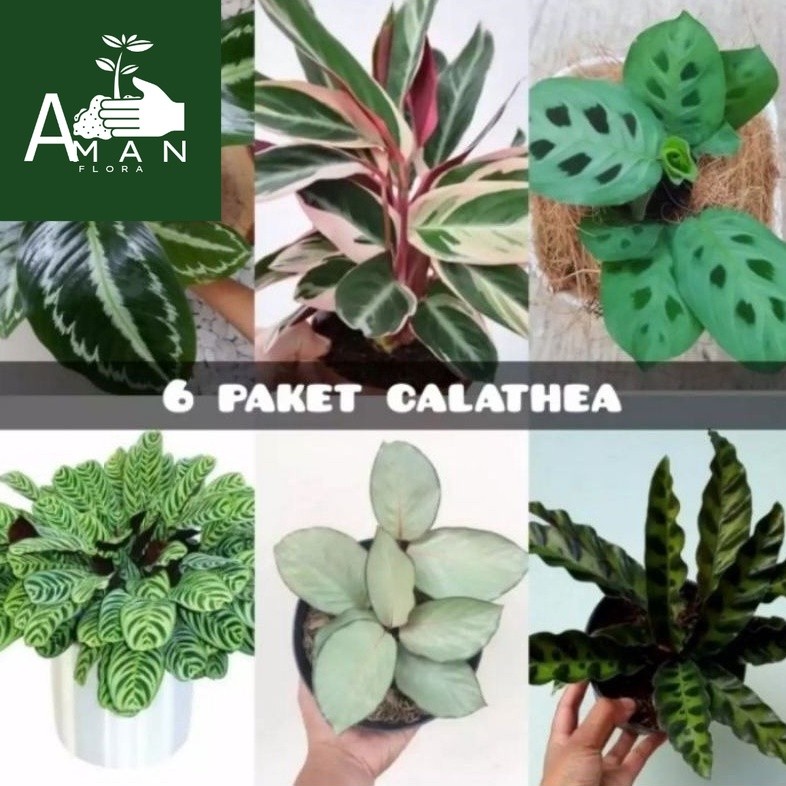 Jual # ( BISA COD ) PAKET 6 Tanaman Hias Calatea Dapat 6 Jenis Chalatea ...