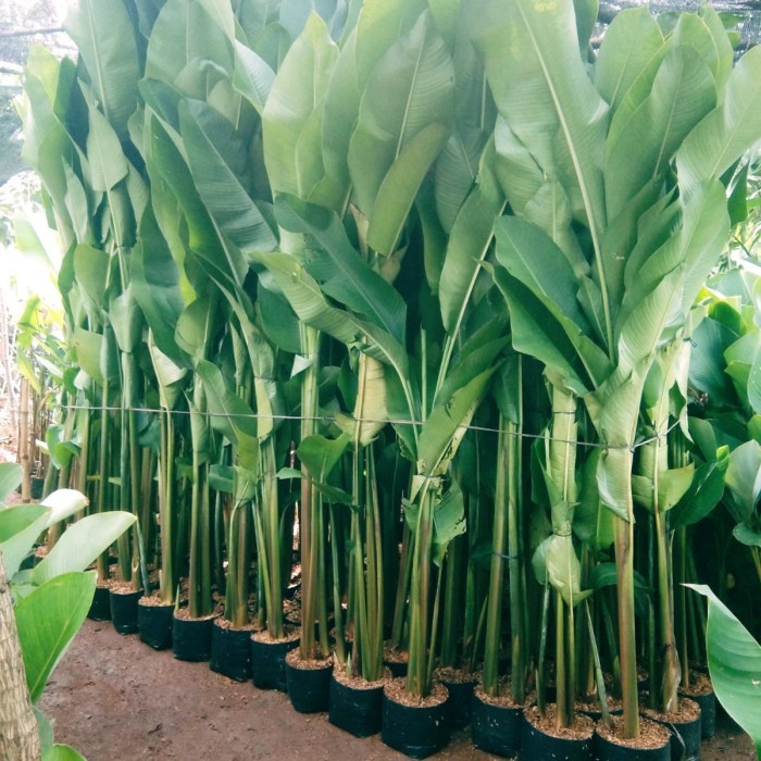 Jual Tanaman Hias Pohon Pisang Karibay Ukuran Besar Tinggi 2 - 3 Meter ...