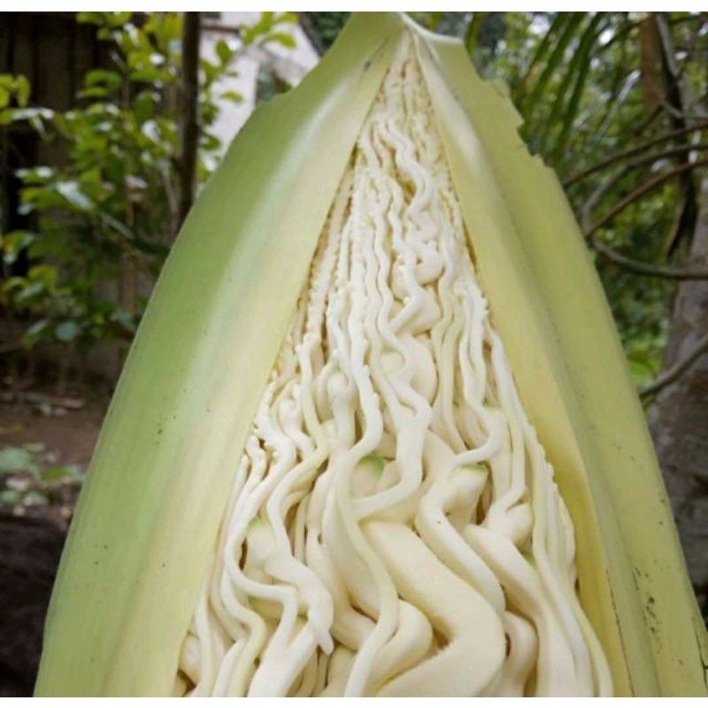 Jual Bunga Pinang Kuncup Atau Bunga Jambe Muda Segar Utuh 1 Tangkai ...