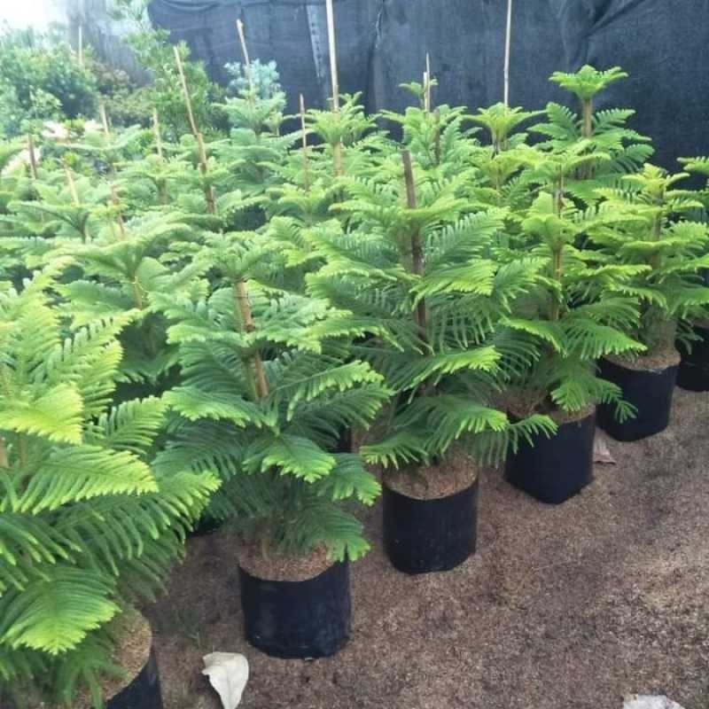 Jual Tanaman Hias CEMARA PENTRIS 1 METER - Tanaman Cemara Norfolk ...