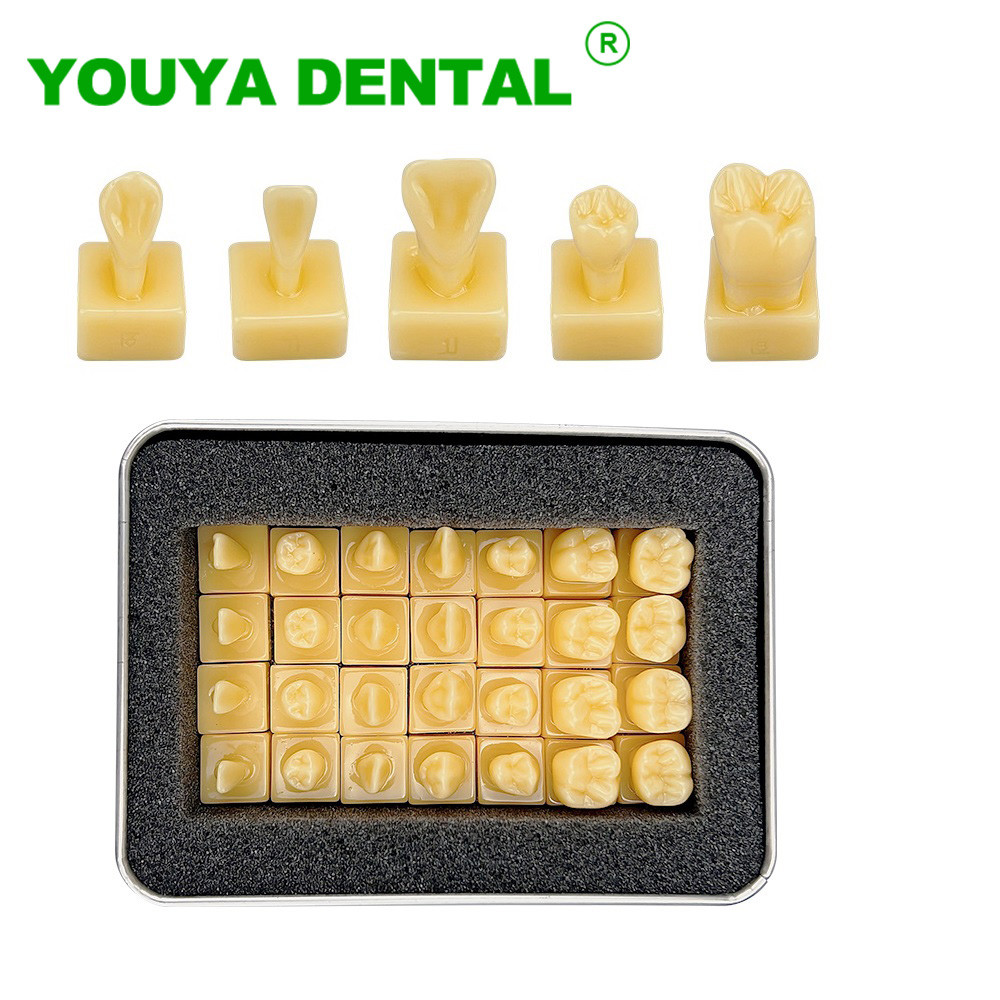 Jual 28pcs Dental Model Carved Teeth Model Resin Simulation Tooth Model ...