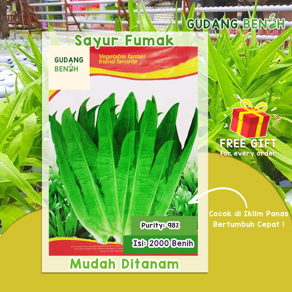 Jual [TERBARU] Benih Tanaman Sayur Fumak LANGKA Berkualitas Isi 2000 ...