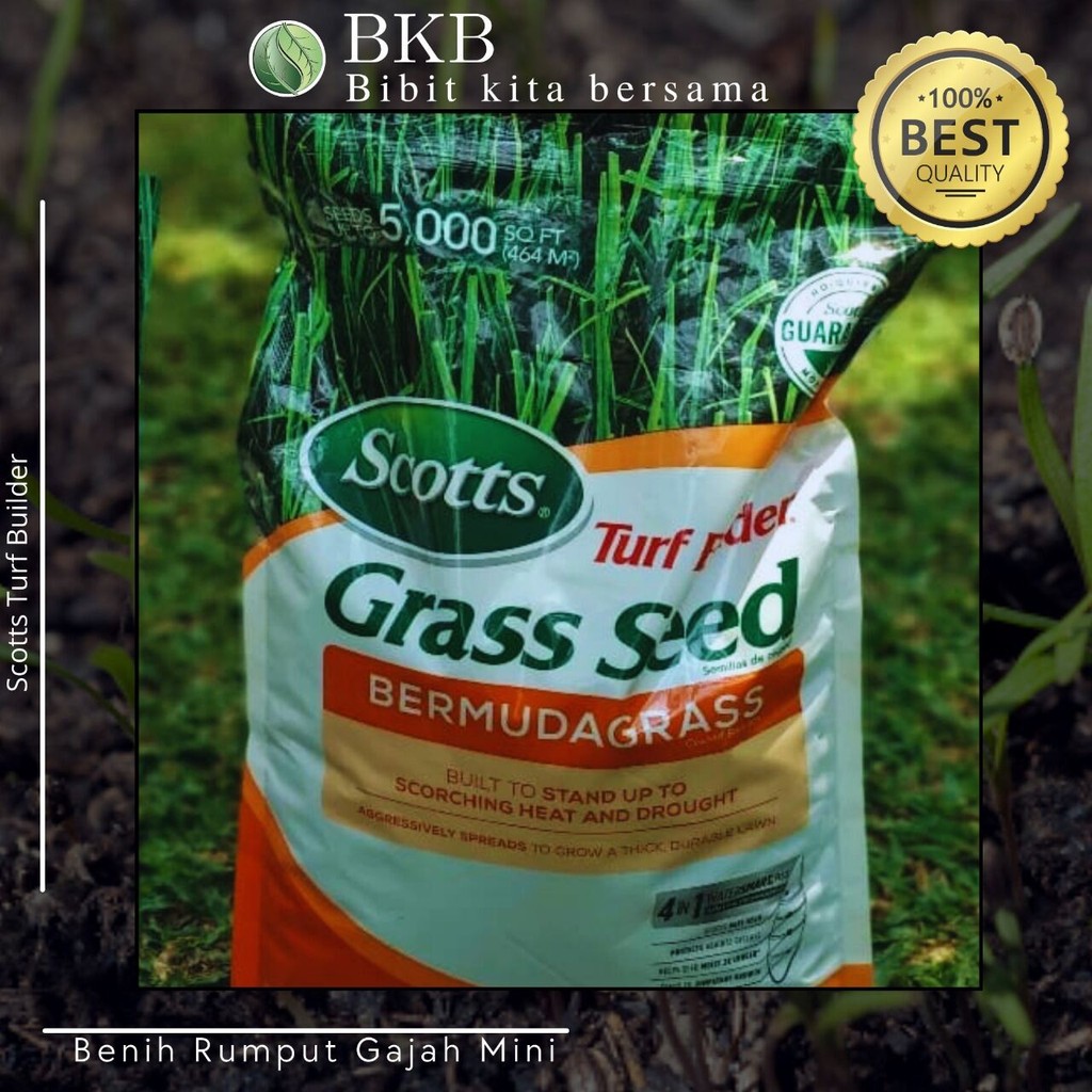 Jual Jual Benih Rumput Gajah Mini 100Gram - Gajah Mini Benih 100G ...