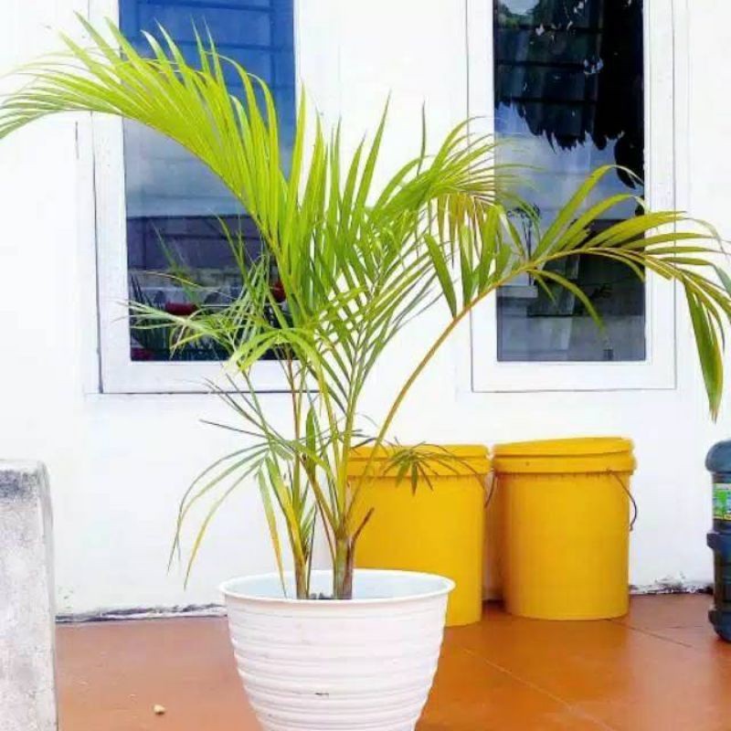 Jual Tanaman Hias Palem Kuning rimbun ( isi 3 ) Pohon Palem Kuning ...