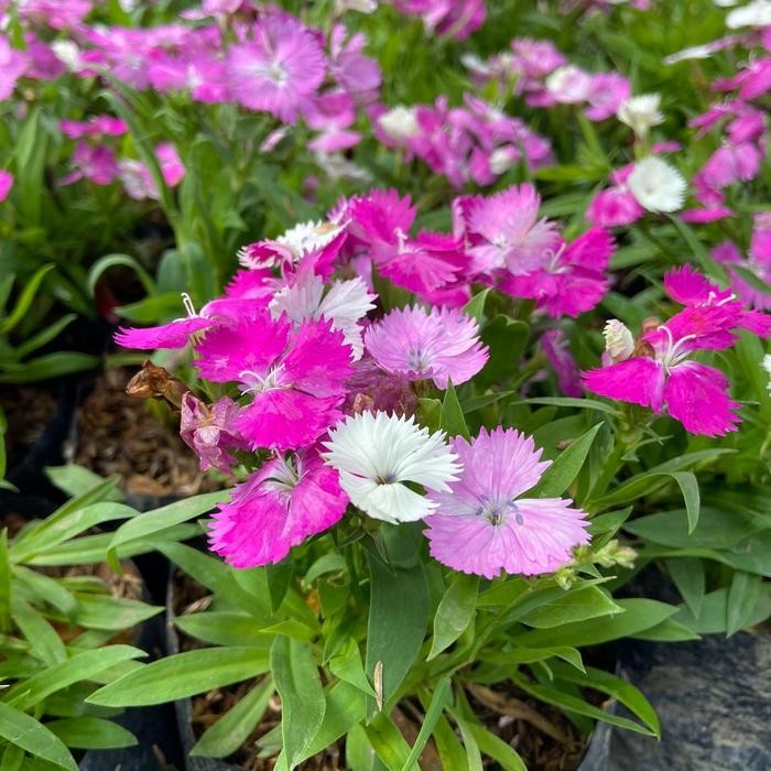 Jual Tanaman Bunga Dianthus Pink / Anyelir Cheddar Pink | Shopee Indonesia