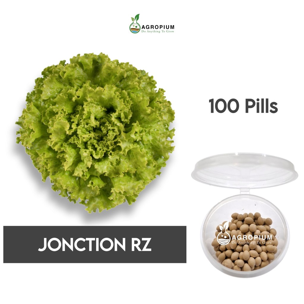 Jual Benih Selada Jonction Repack 100 Pills Batavia Lettuce Rijk Zwaan ...