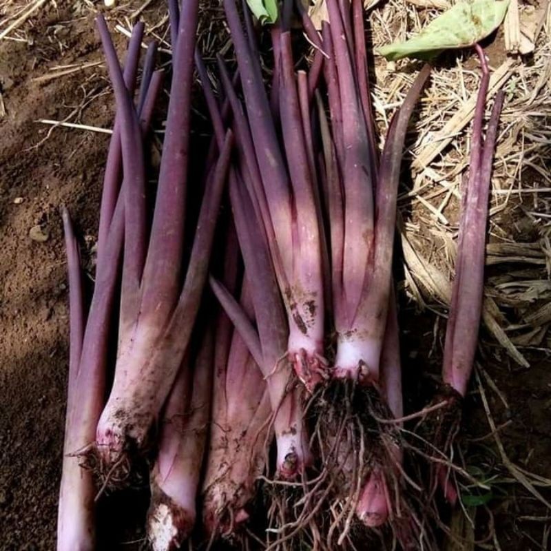 Jual BIBIT TALAS BENTUL UNGU ISI 1 BATANG SAYUR | Shopee Indonesia