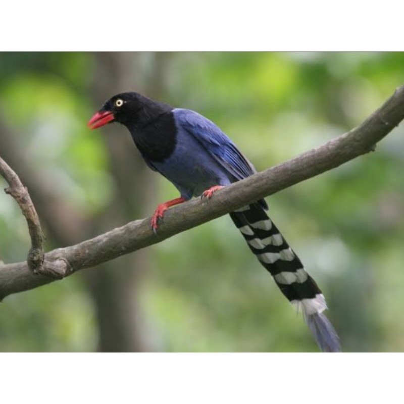 Jual BLUE MAGPIE IMPORT ( SATUAN ) | Shopee Indonesia