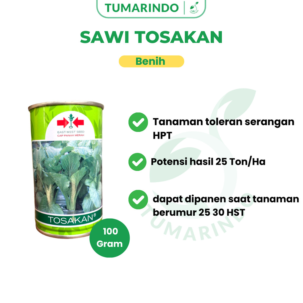 Jual Benih Sawi Tosakan Kaleng Kemasan 100 gram Cap Panah Merah ...
