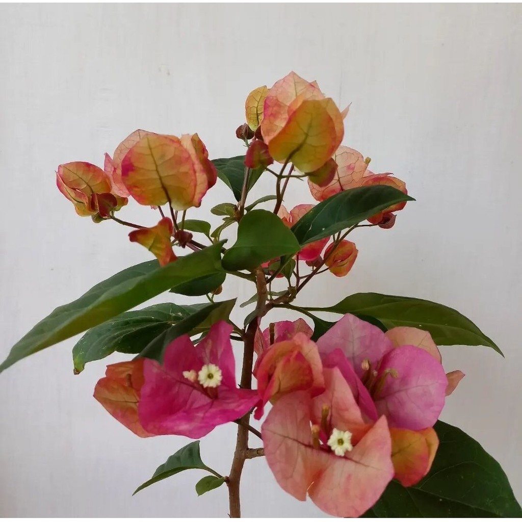 Jual BIBIT TANAMAN HIAS BUGENVIL BUNGA KERTAS // BOUGENVILLE CITRA ...