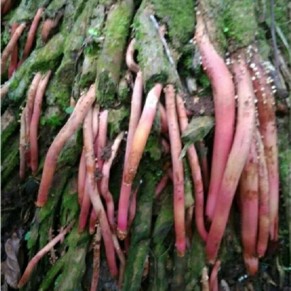 Jual akar pohon pinang segar untuk 500gram akar pilihan | Shopee Indonesia