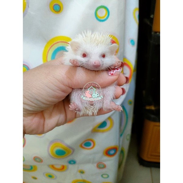 Jual landak mini hedgehog lamin landak susu anakan landak jinak albino ...