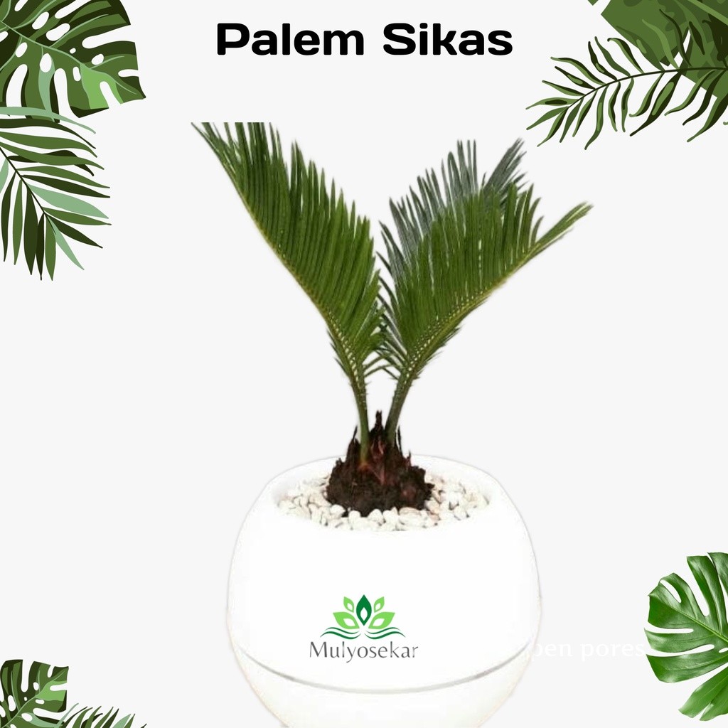 Jual Tanaman hias Palem Sikas - Tanaman Hias Mawar Jambe tanaman hidup ...