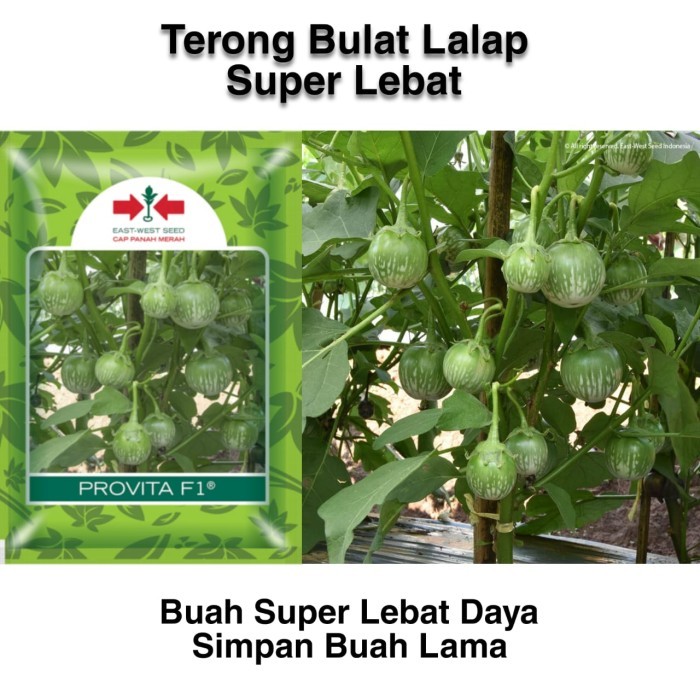 Jual Benih Terong Lalap Bulat Provita F1 Kemasan Repack Cap Panah Merah ...