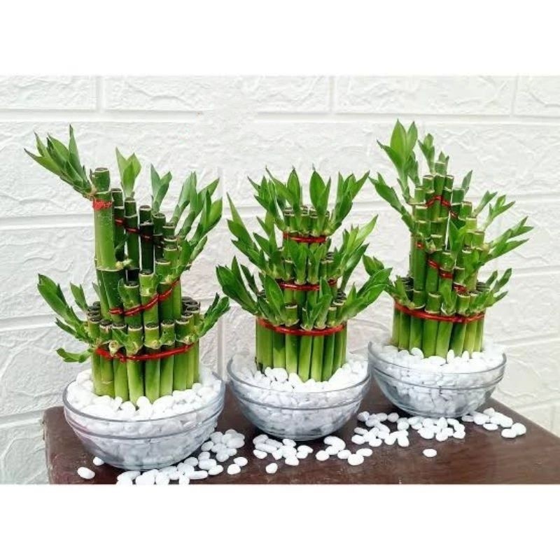 Jual Tanaman Hias Bambu Hoki Mini 3 Tingkat Pohon Keberuntungan Bambu ...