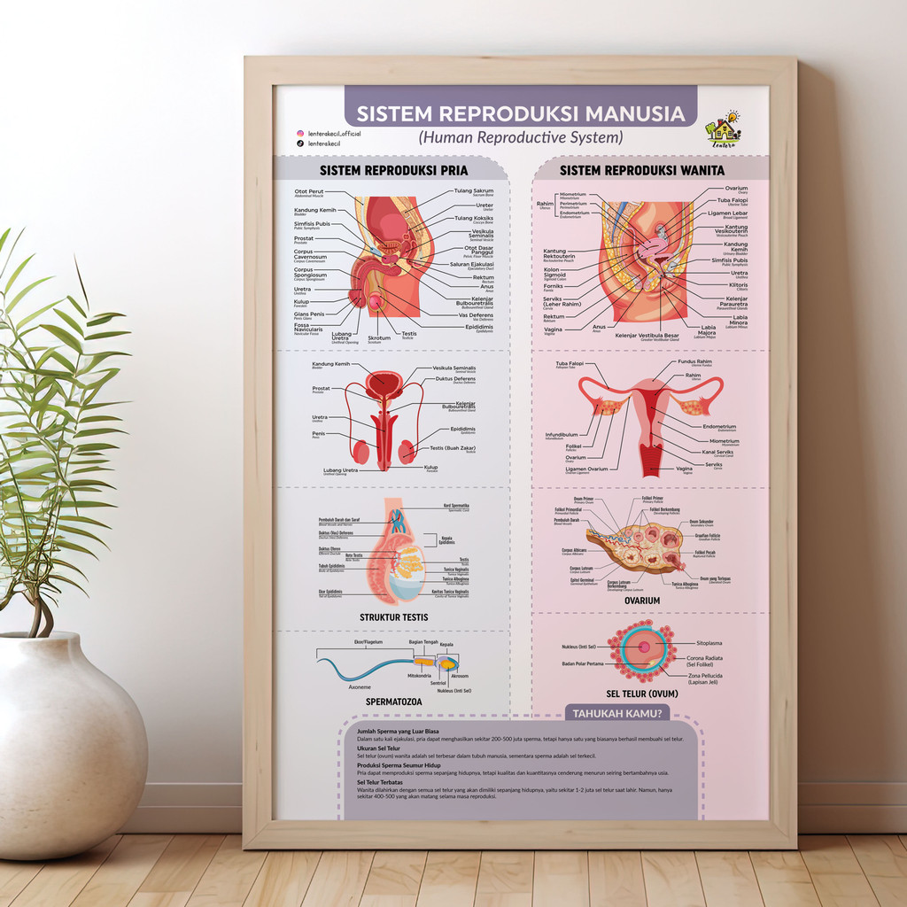 Jual Poster Edukasi Biologi SISTEM REPRODUKSI MANUSIA PRIA WANITA ...