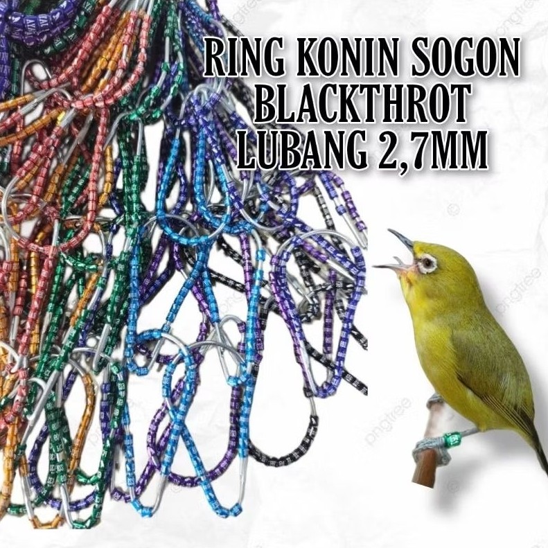 Jual RING BURUNG SOGON PLECI KONIN BLACKTHROAT LUBANG 2,7MM ( DEWASA ...