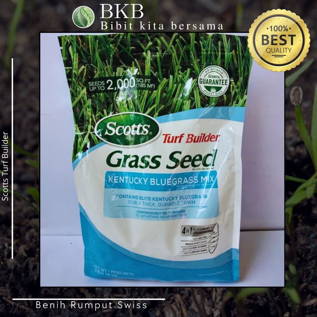 Jual For Sale Benih Rumput Swiss 100Gram - Benih Rumput Untuk Taman ...