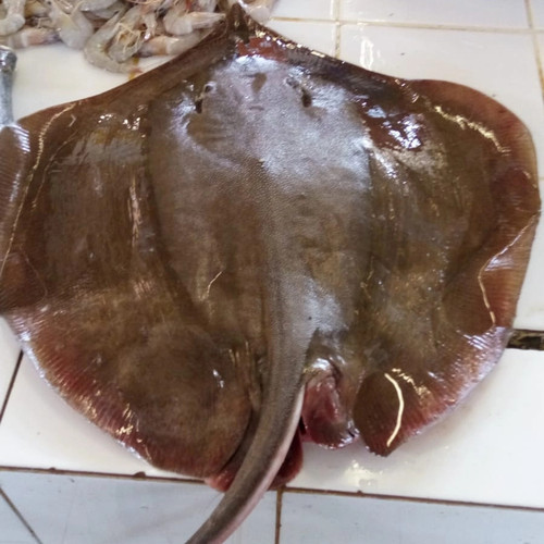 Jual Ikan Pari Hidup Segar 500gr | Shopee Indonesia