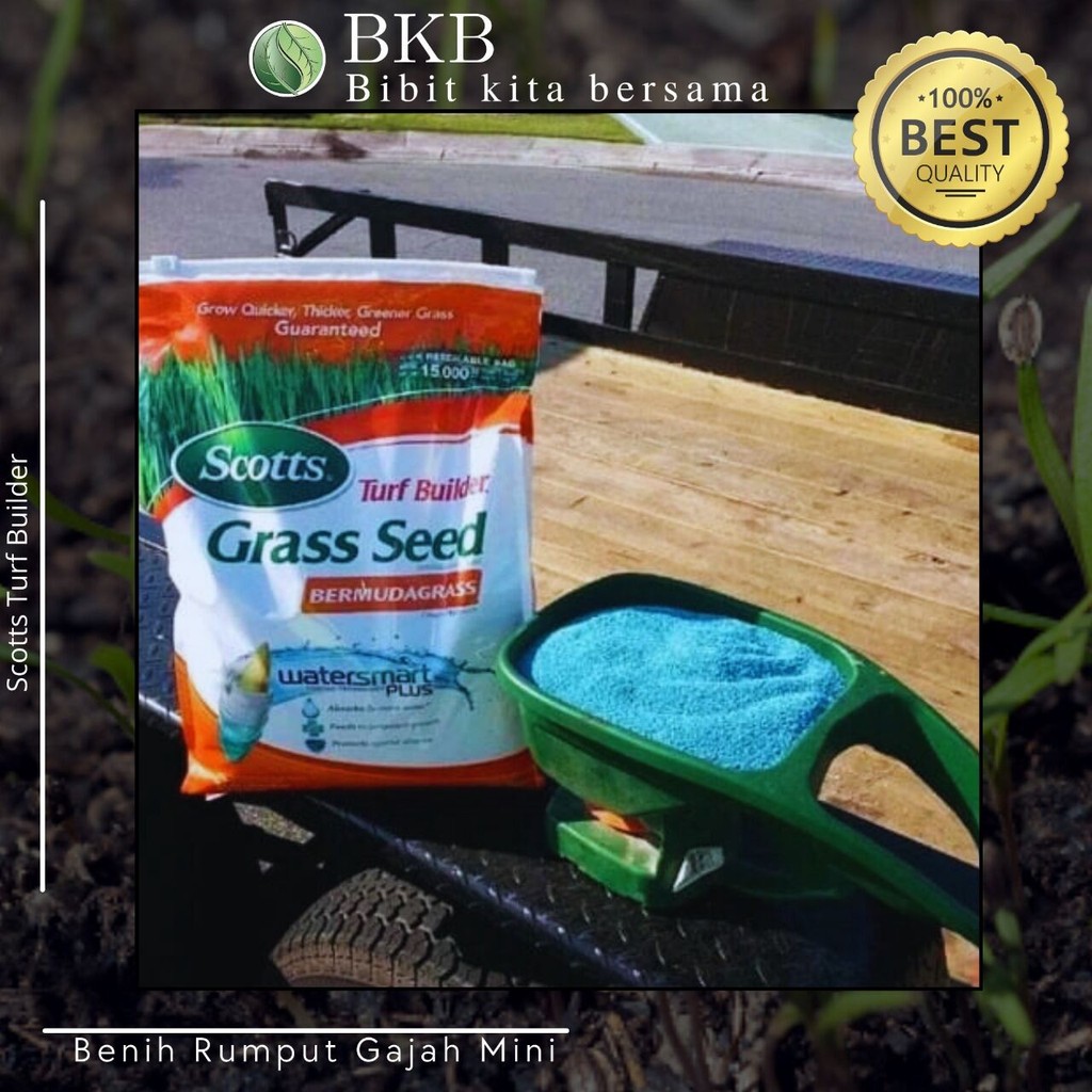 Jual Benih rumput gajah mini 100gram - Jual benih rumput gajah mini ...