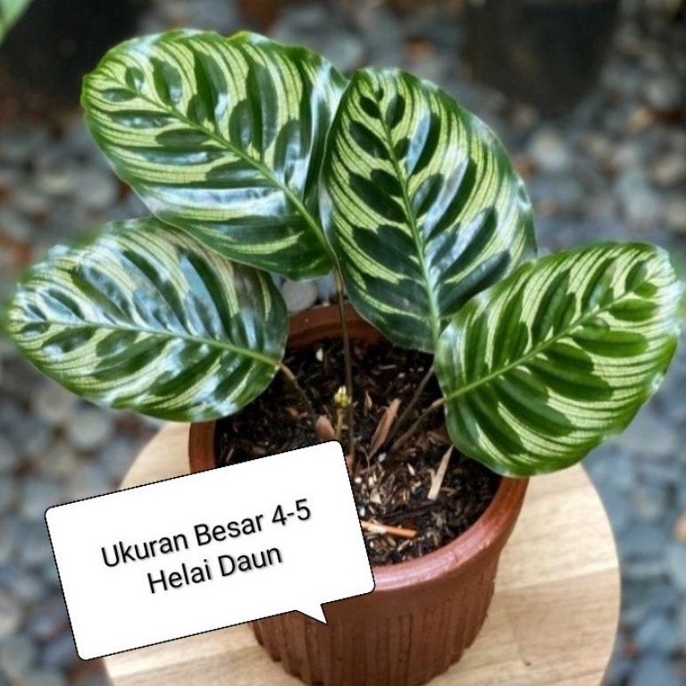 Jual ( BISA COD ) Tanaman Hias Jenis Calatea Bunga Hias Calathea Murah ...