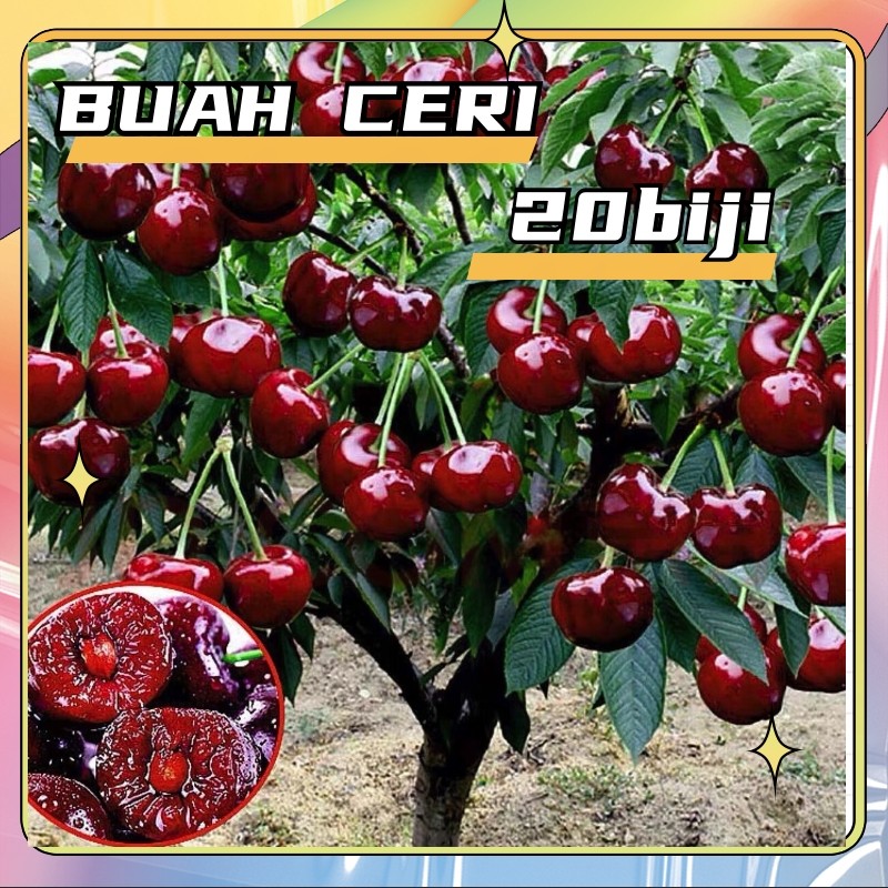 Jual Cocok untuk pemula untuk menanam/(Isi 20 biji)Benih Biji Buah ...
