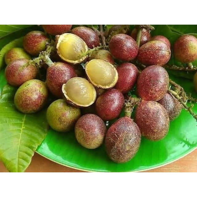 Jual BIBIT TANAMAN BUAH MATOA PAPUA KELENGKENG DURIAN SEMAI BIJI UNGGUL ...