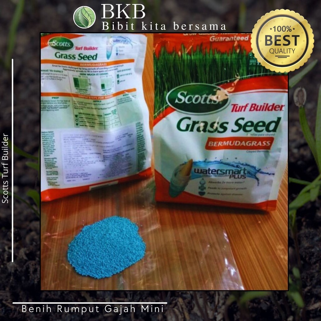 Jual Benih rumput gajah mini 15gram - repack 15gram benih rumput gajah ...