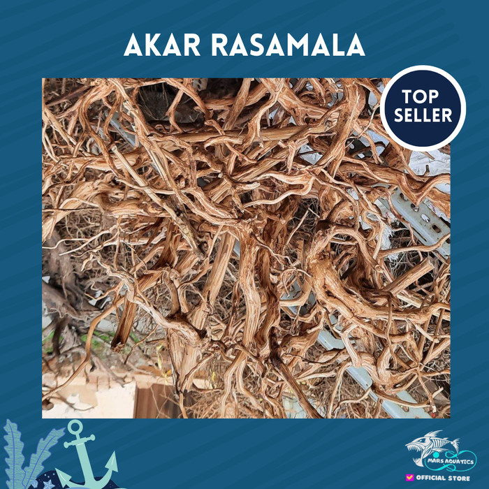 Jual AKAR RASAMALA KAYU HIASAN AQUARIUM AQUASCAPE RASAMALA SIZE L 40 ...