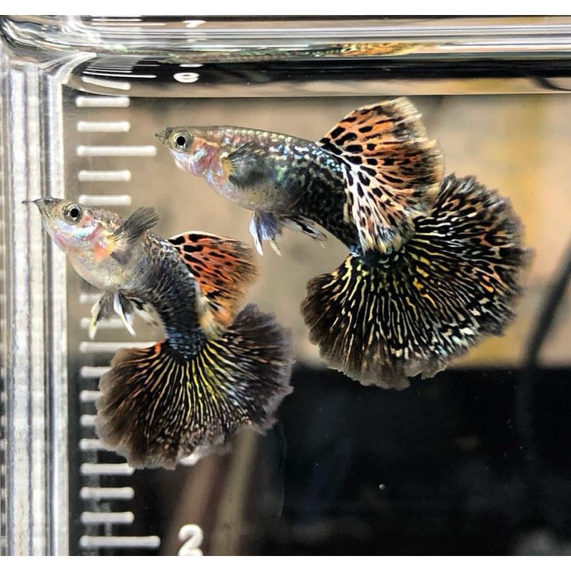 Jual HIASAN AQUARIUM SIZE INDUK GUPPY RED DRAGON DUMBO EAR | Shopee ...