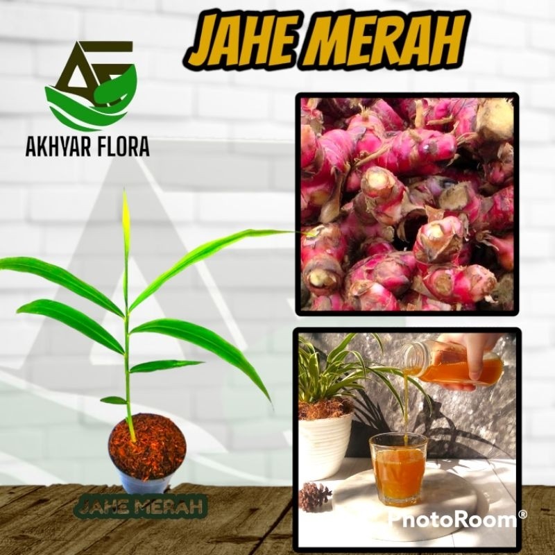 Jual Tanaman Jahe Merah Tanaman Herbal Rimpang Jahe Merah Asli | Shopee ...