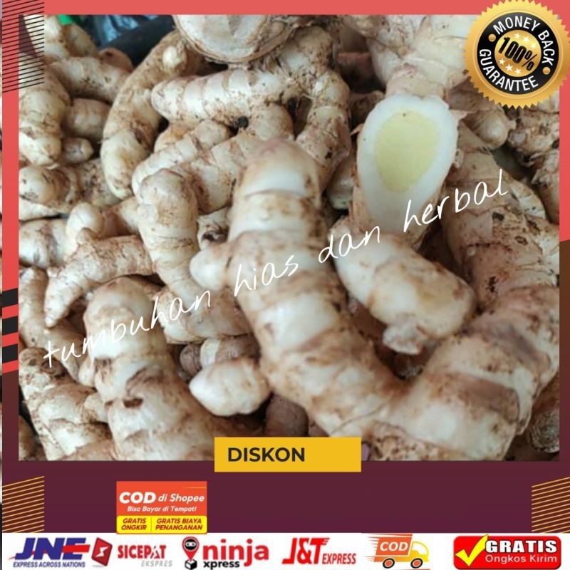 Jual Temu putih/Kunyit Putih/Kunyit Putih Segar/1kg (Temu putih/Curcuma ...