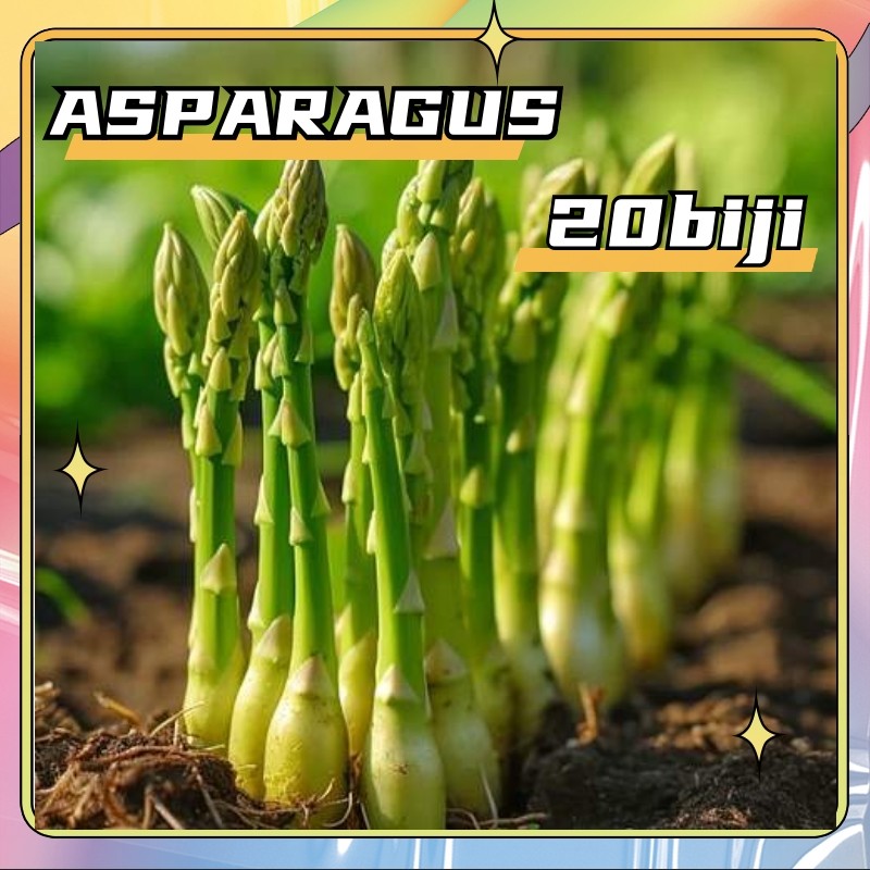 Jual [Hasil tinggi](isi 20 Butir )Benih Asparagus Hijau Unggulan ...