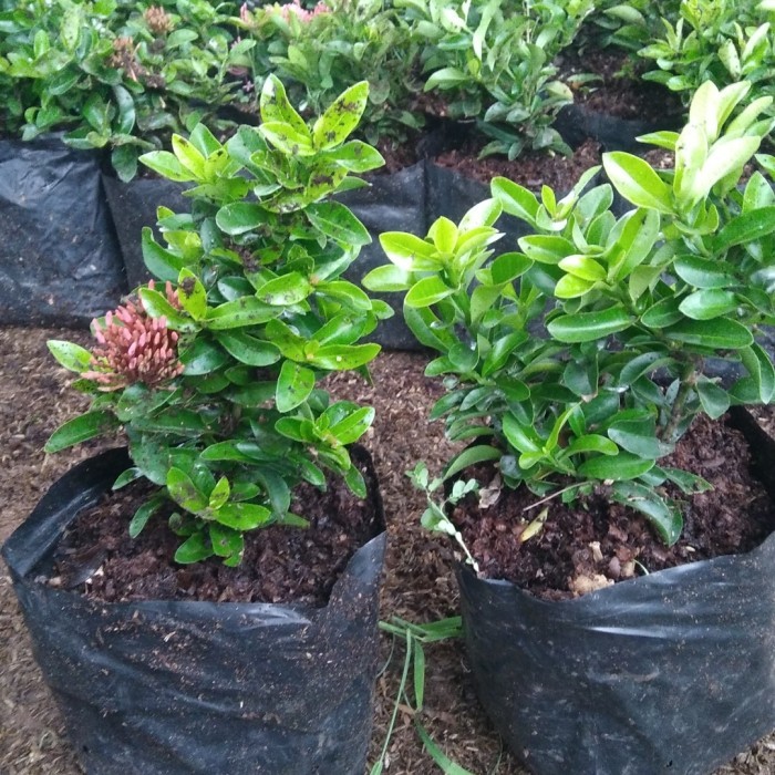 Jual pohon soka jabon, tanaman bunga soka jabon | Shopee Indonesia