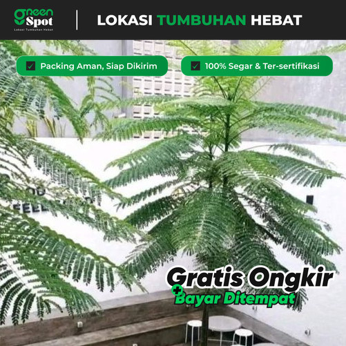 Jual Pakis Brazil ( Nephrolepis exaltata ) | Shopee Indonesia