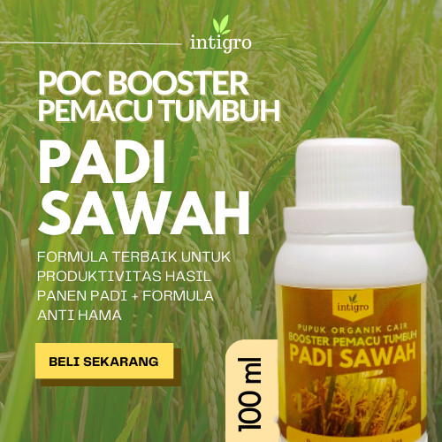 Jual Pupuk Padi Cair Organik / Pupuk Padi Sawah Terbaik Pupuk Pelebat Padi dan Booster ...