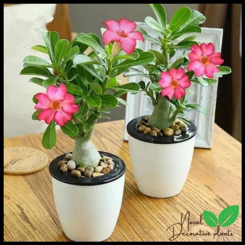 Jual Promo COD!!! Paket 2 tanaman adenium bunga pink - tanaman adenium ...