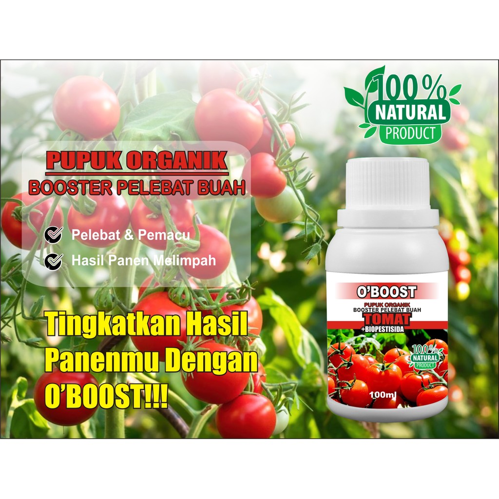 Jual pupuk organik cair tomat, booster tomat O'BOOST melebatkan, memaksimalkan hasil panen ...