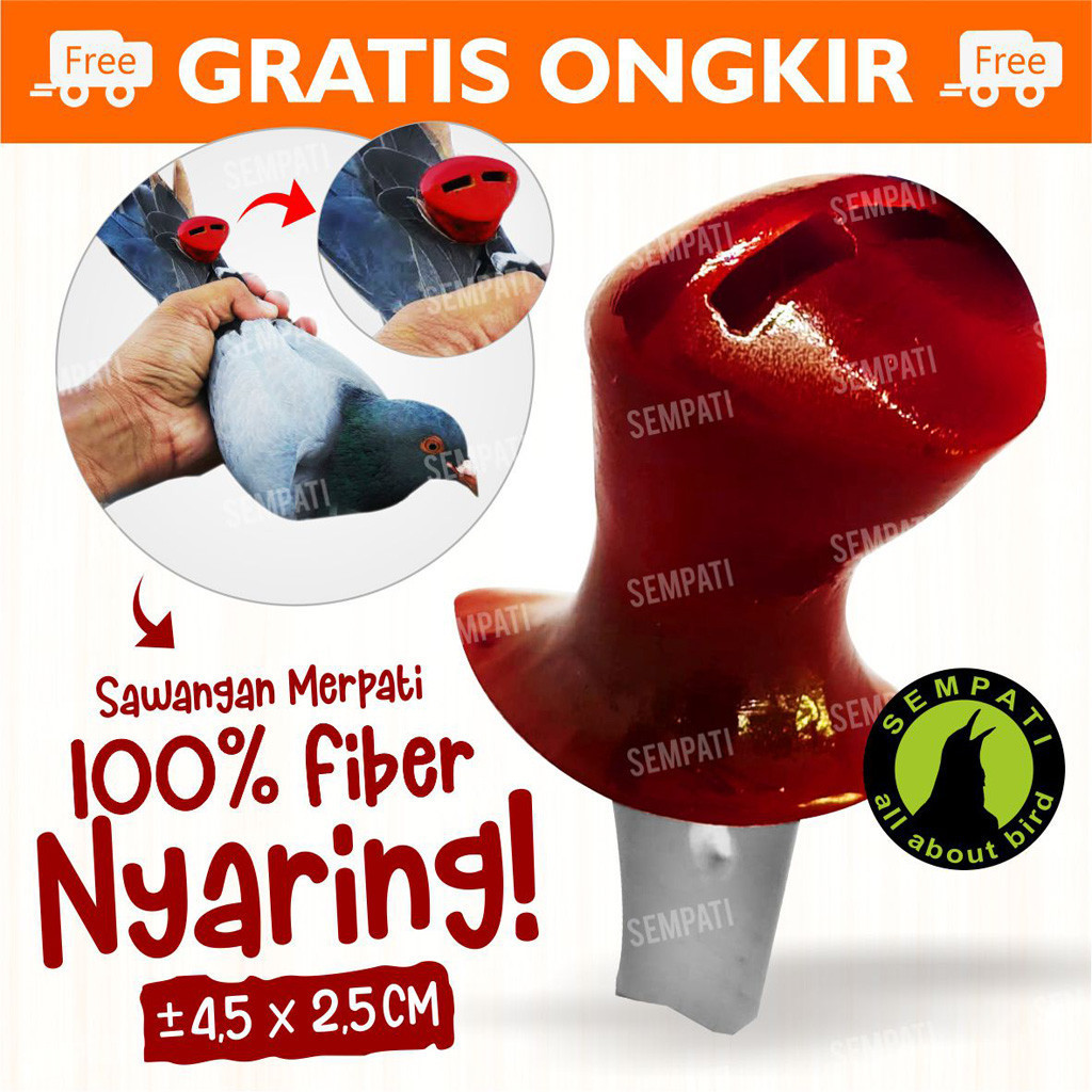 Jual SEMPATI SAWANGAN ULI ULI BURUNG MERPATI HANTONG DARA PELUIT ...