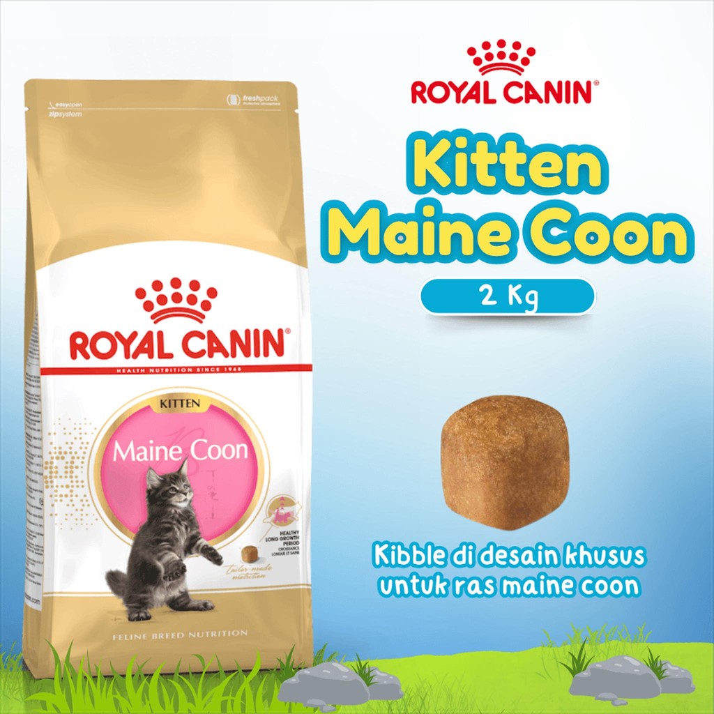 Jual ROYAL CANIN KITTEN MAINE COON 2KG - RC KITTEN MAINCOON - RC KITTEN ...