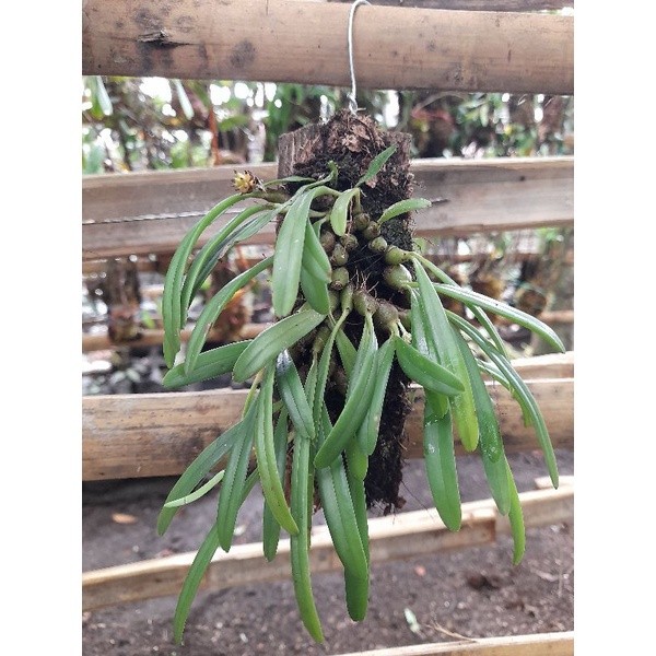 Jual Anggrek eria retusa mini sama medianya tinggal cantolin aja ...